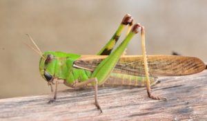 8 Main Difference between Grasshopper and Cricket with Pictures ...