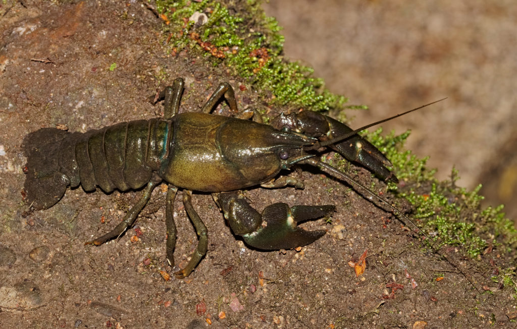 8 Honest Difference Between Crayfish and Lobster with Similarities ... 8 Honest Difference Between Crayfish and Lobster with Similarities ...