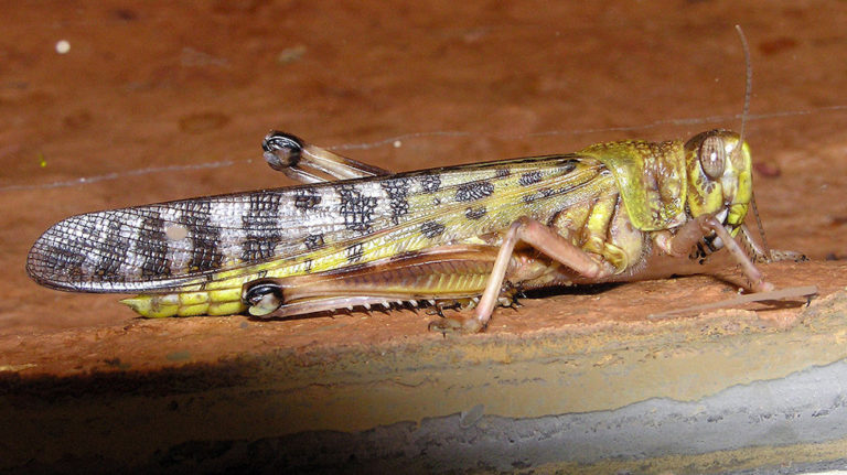 10 Difference Between Locusts and Cicadas with Similarities - Animal ...