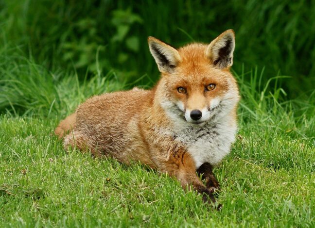 10 Difference Between Dog and Fox (With Table) - Animal Differences