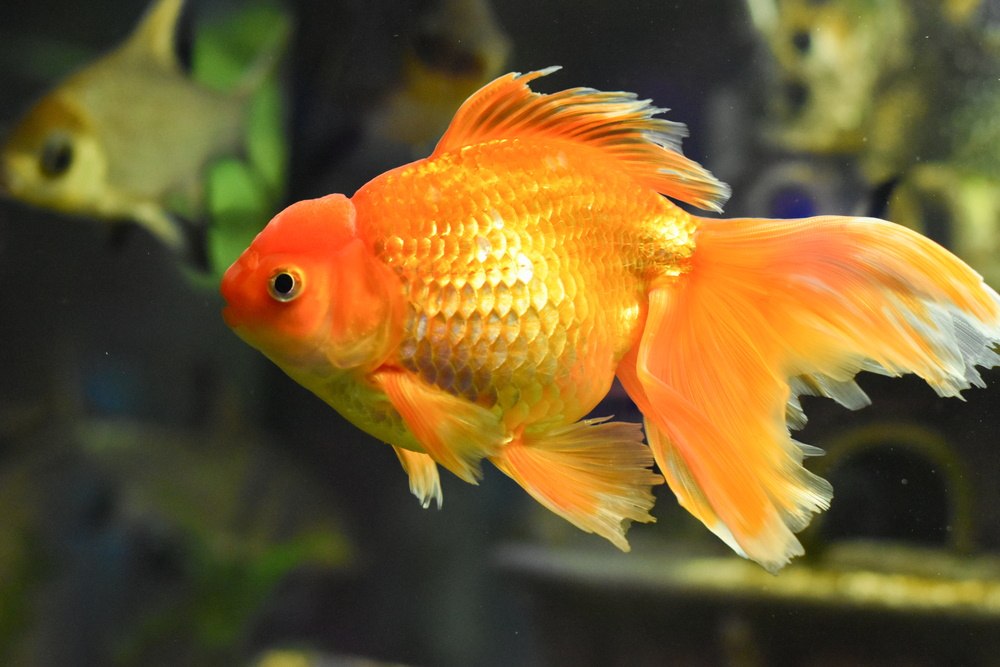 7 Difference Between Female And Male Goldfish With Table Animal 7 Difference Between Female And Male Goldfish With Table Animal