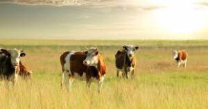 6 Crucial Difference Between Heifer and Cow with Table - Animal Differences